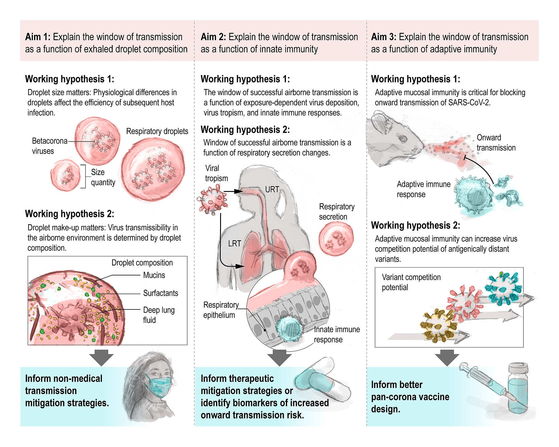 HZI | Laboratory of Transmission Immunology