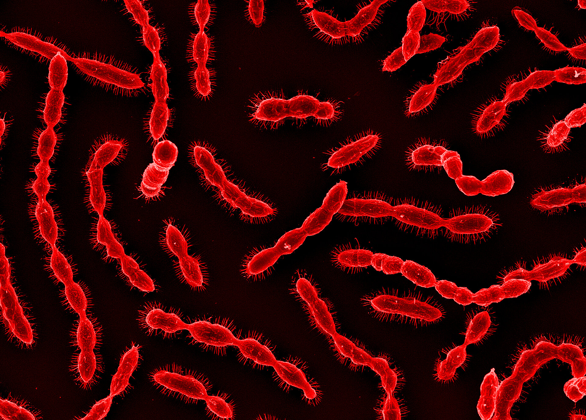 HZI | Pressematerial