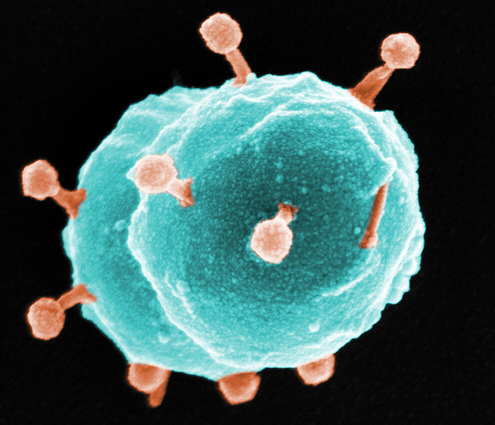 HZI | Bacteriophages - Viruses that attack bacteria