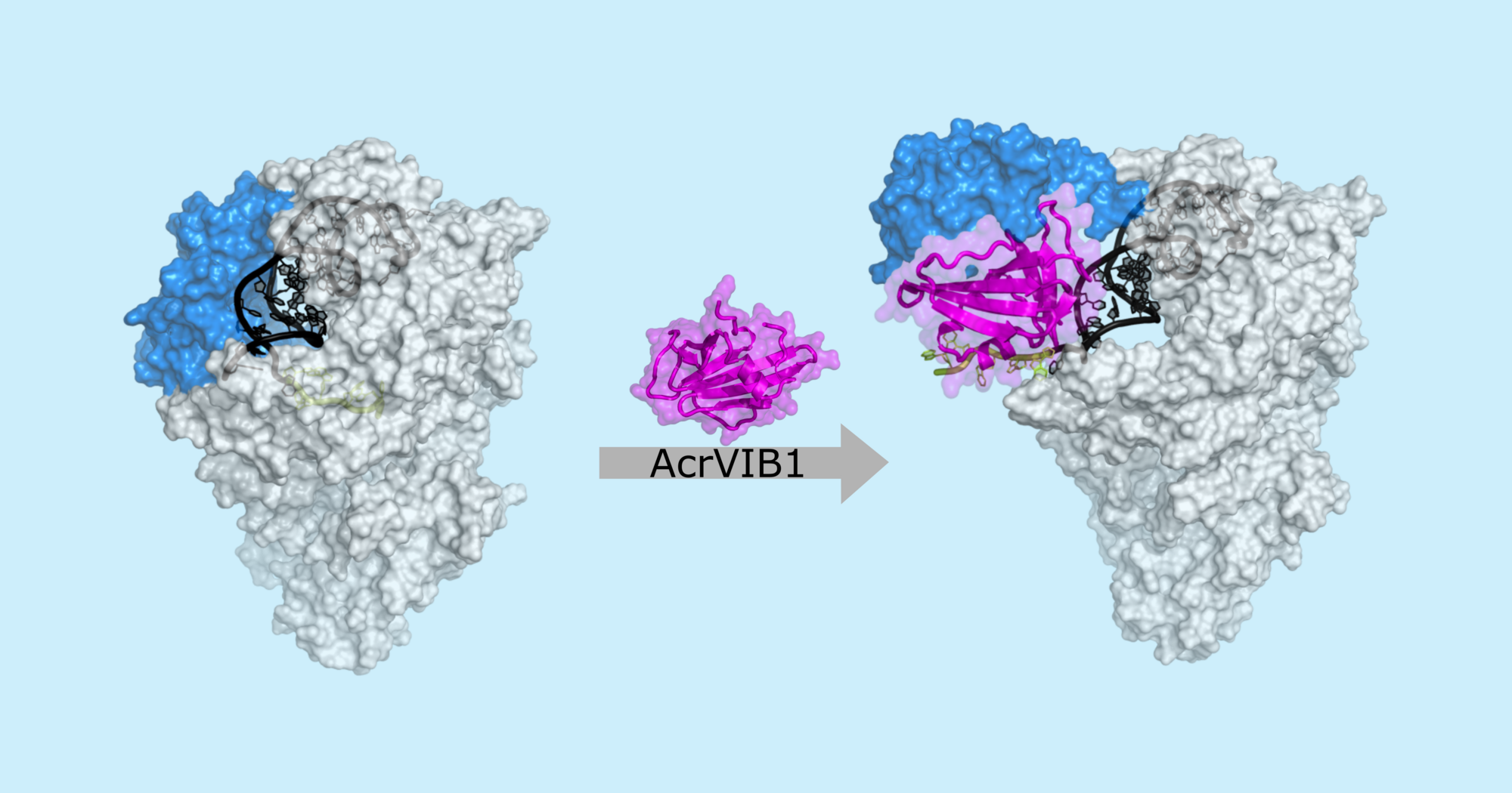 HZI | Refining the CRISPR scissors