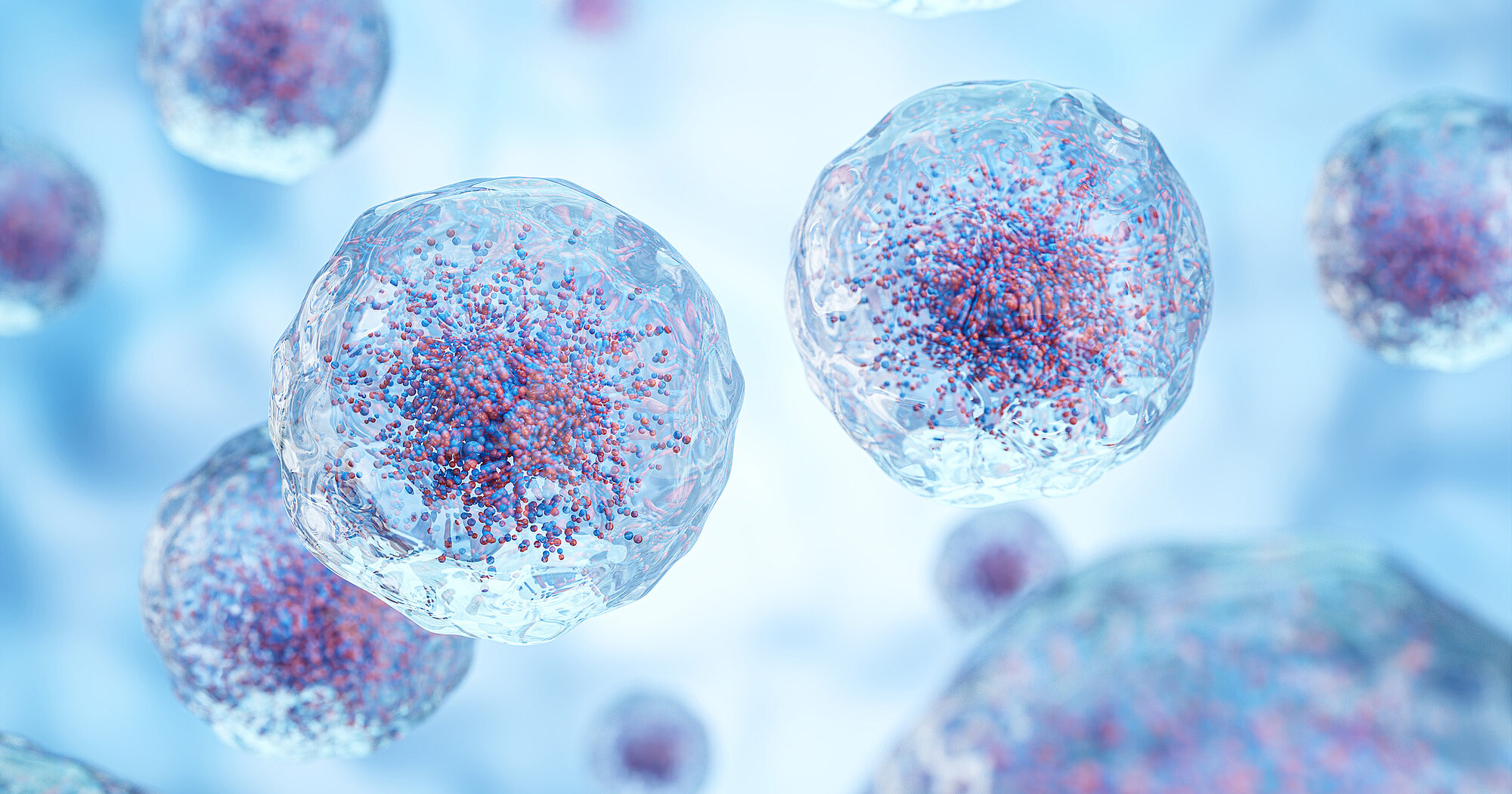 HZI | How does Long COVID develop? New piece of the puzzle found