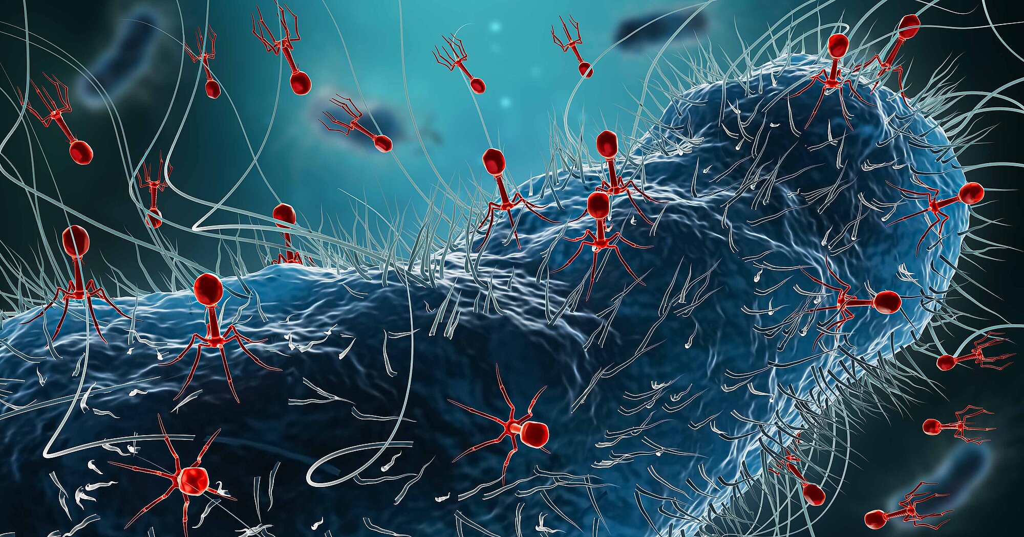 HZI | Phagenforschung: Gehackt!