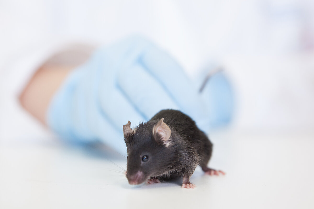 HZI | World Day for Laboratory Animals on April 24