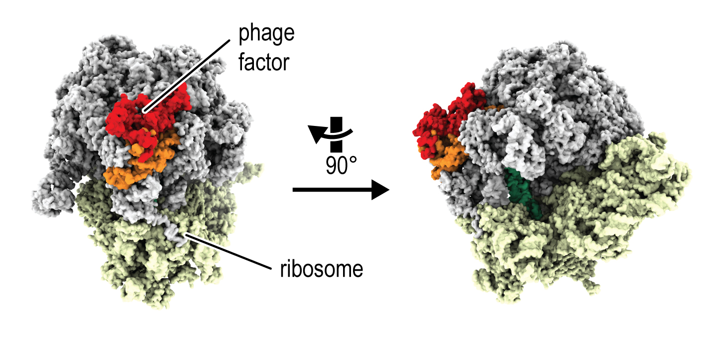 HZI | Complexes in Phage-infected Cells