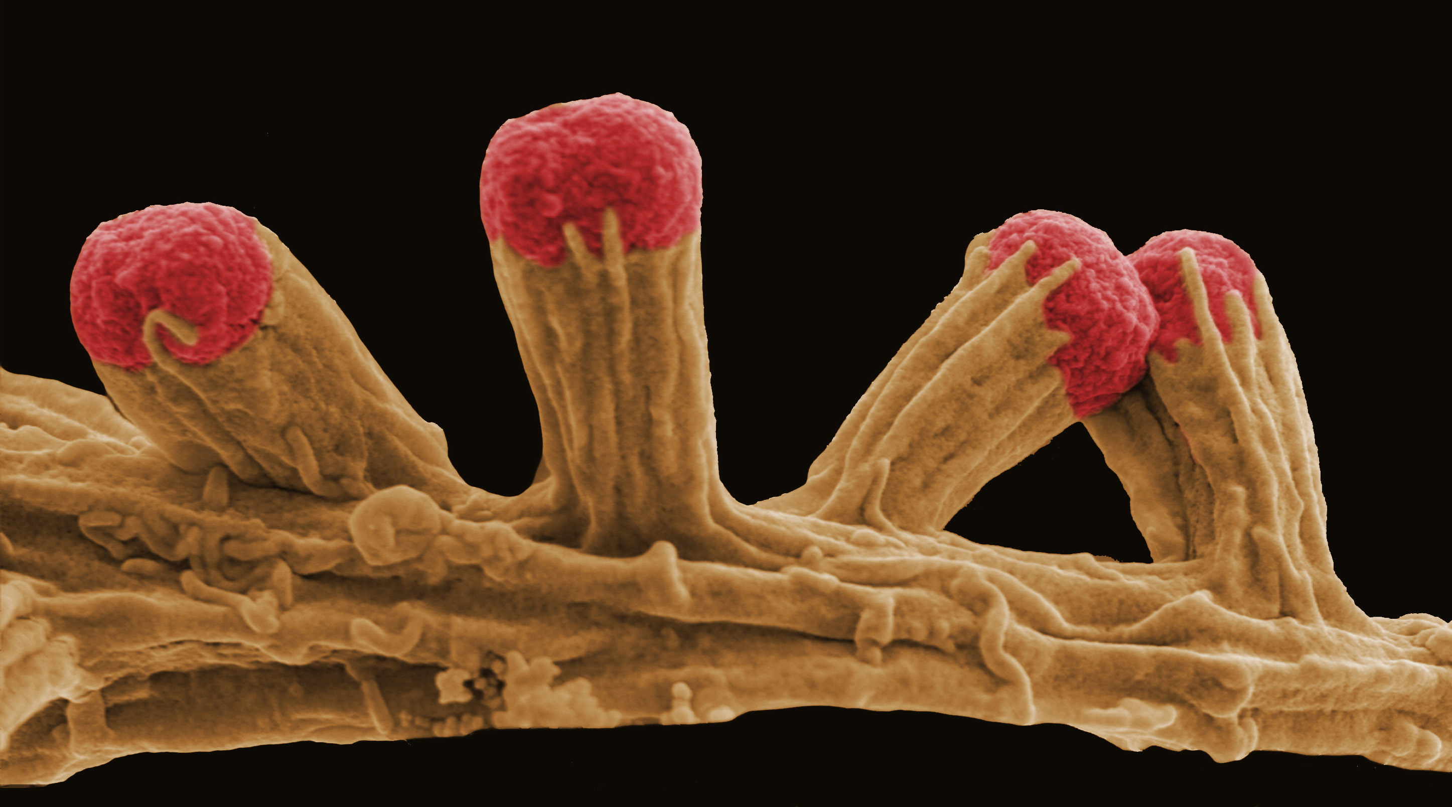 HZI | Pressematerial