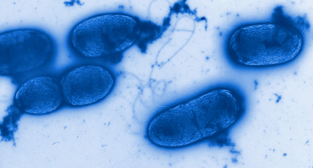 pseudomonas bacteria type